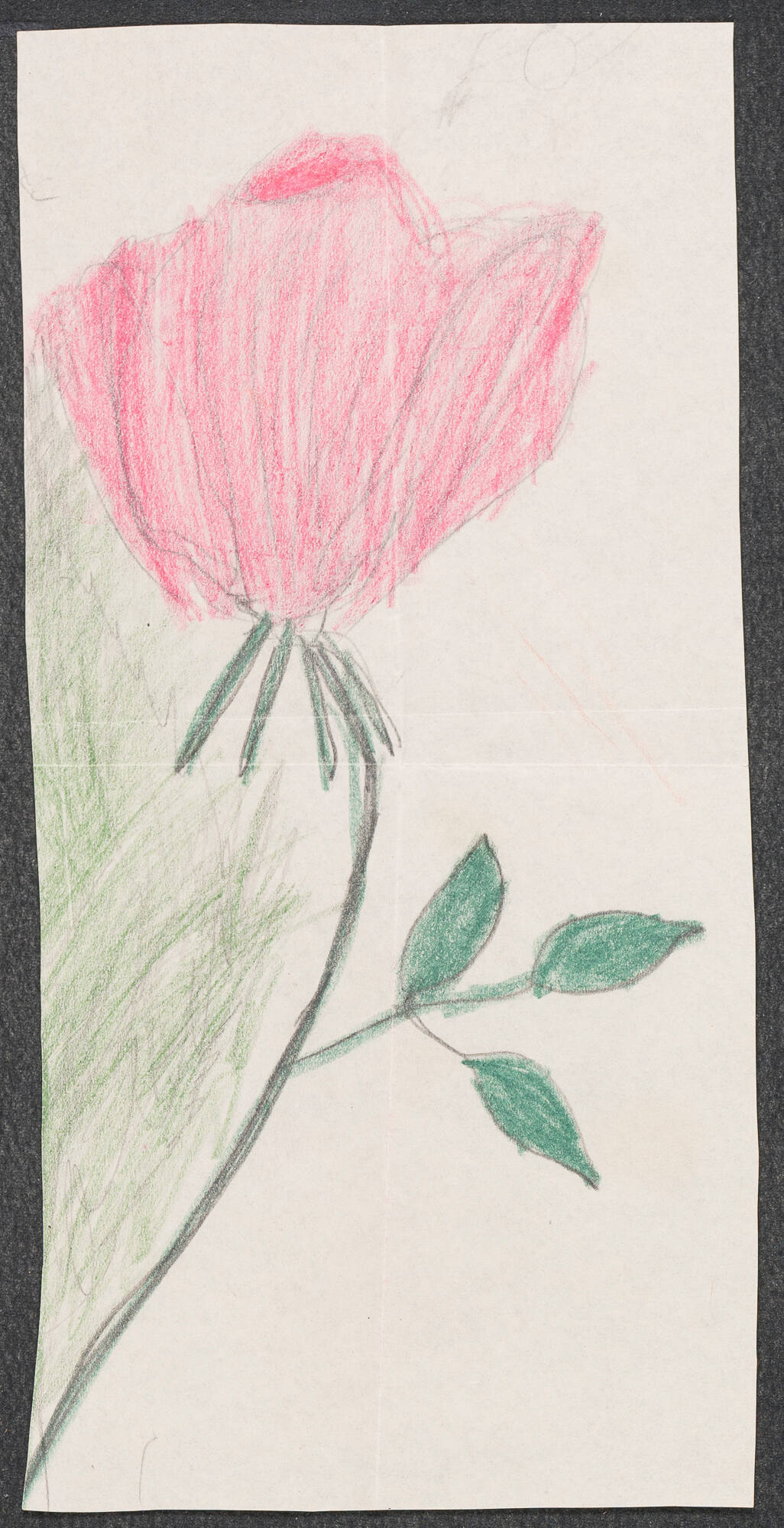 Drawing of a Rose | Isabella Stewart Gardner Museum