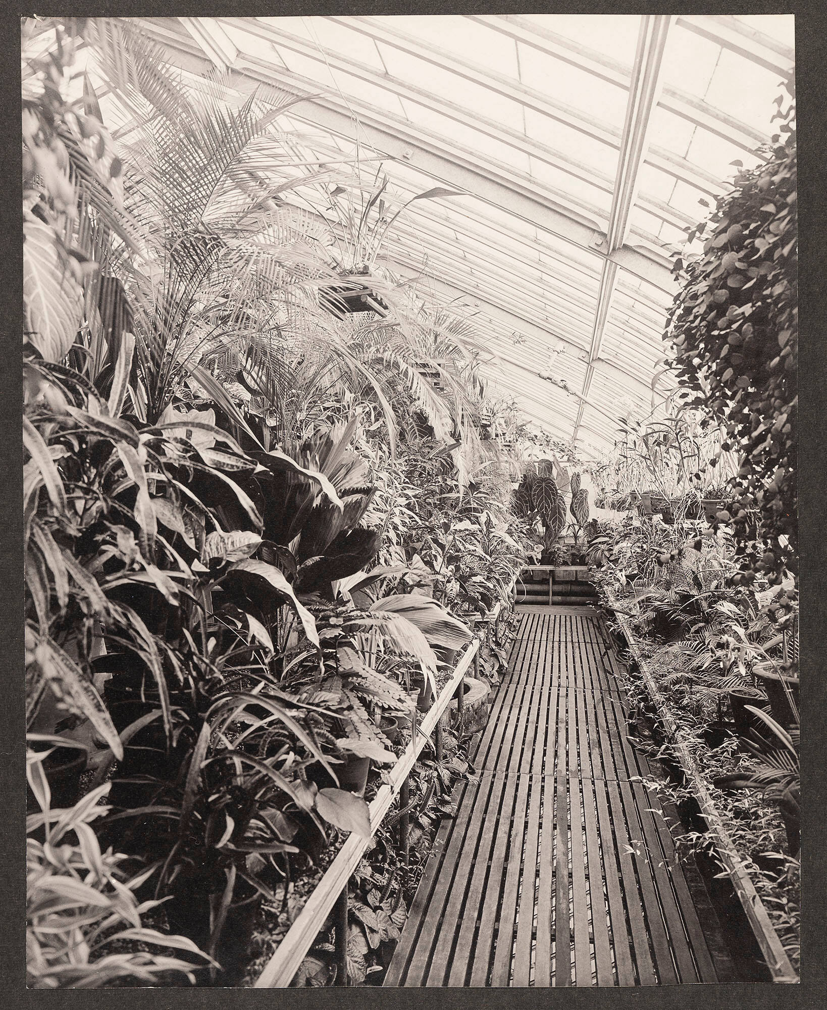 Greenhouse, Green Hill | Isabella Stewart Gardner Museum