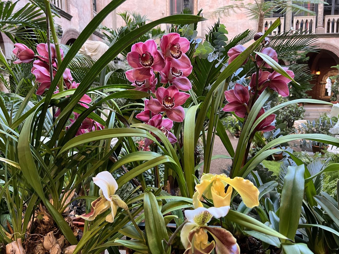 The Orchid Habit: Under the Spell of the Cymbidium