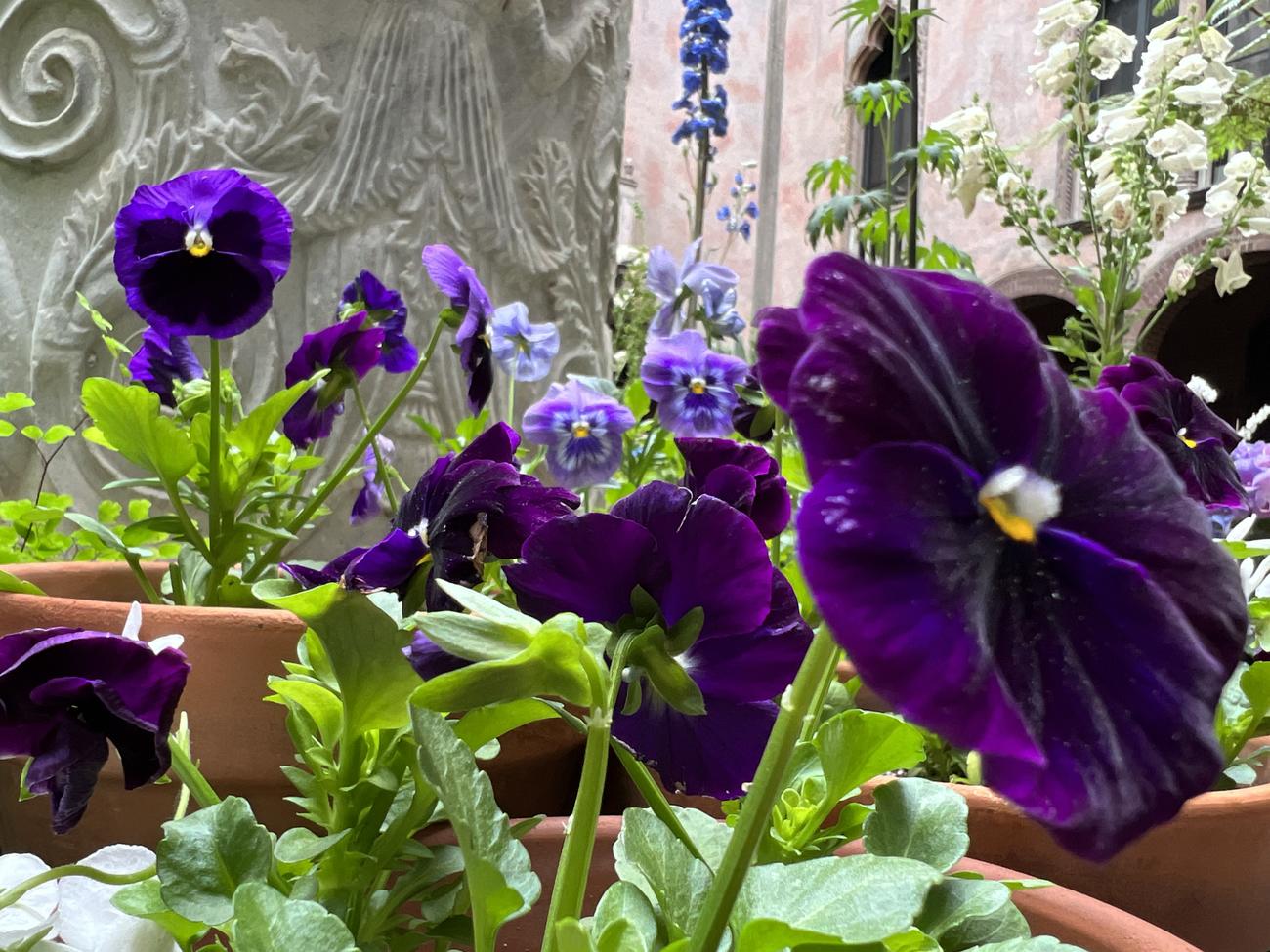 The Spirit of Violets