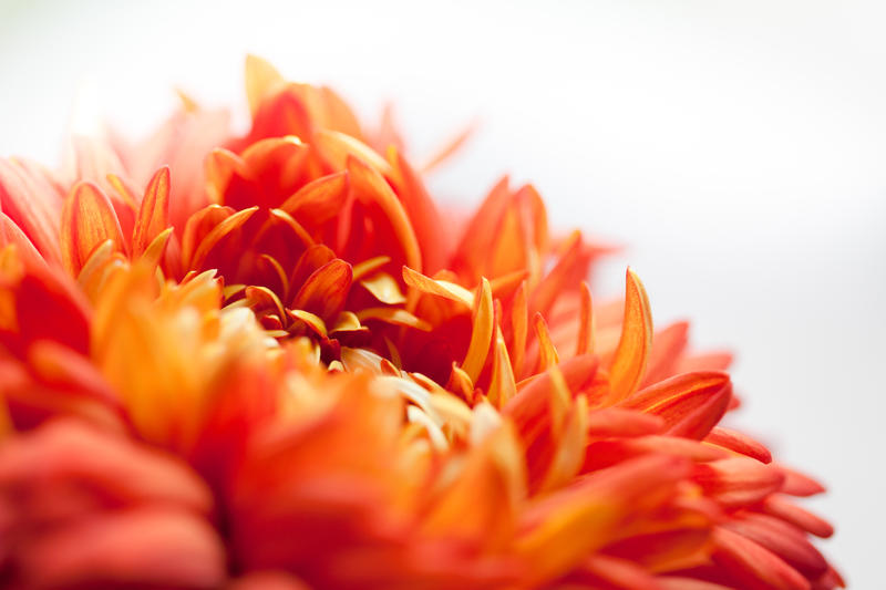 Chrysanthemums | Isabella Stewart Gardner Museum