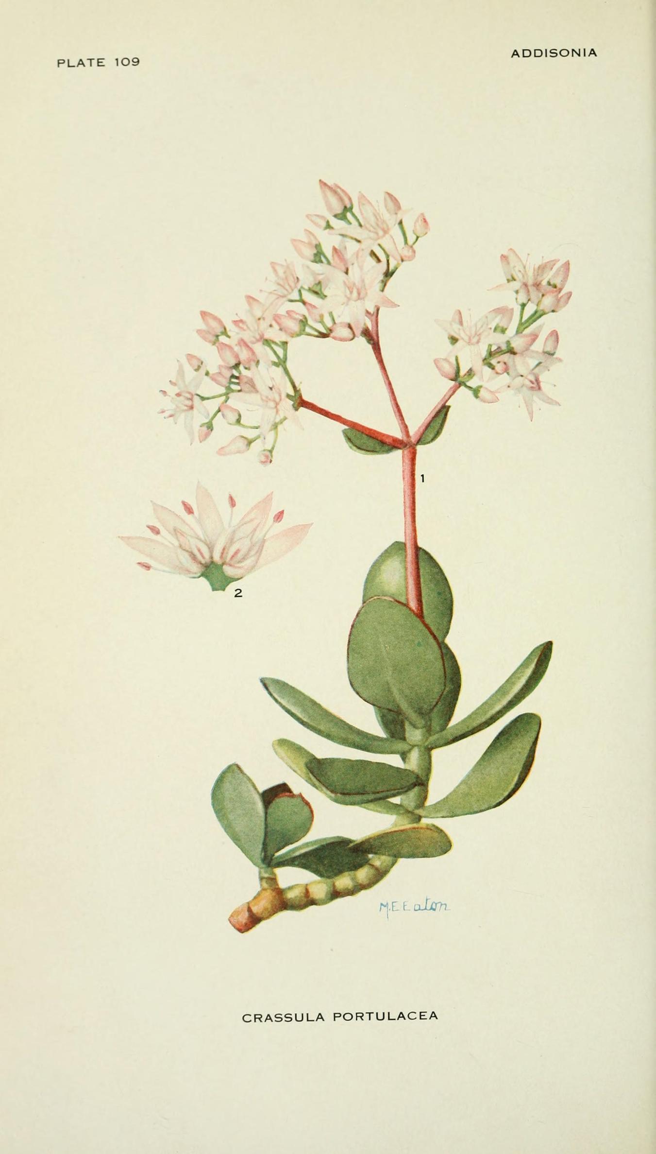 The Auspicious Arrival of the Jade: Herald of Good Fortune