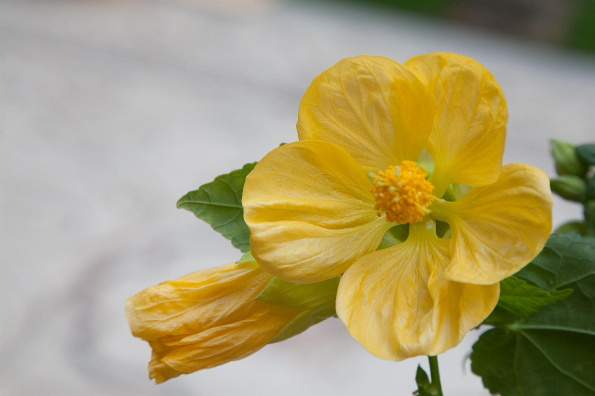 Bellflowers | Isabella Stewart Gardner Museum