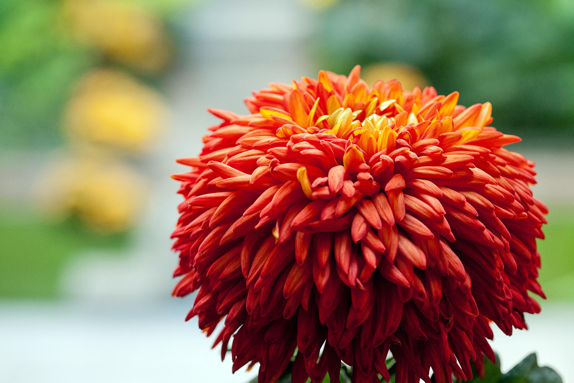 Chrysanthemums | Isabella Stewart Gardner Museum