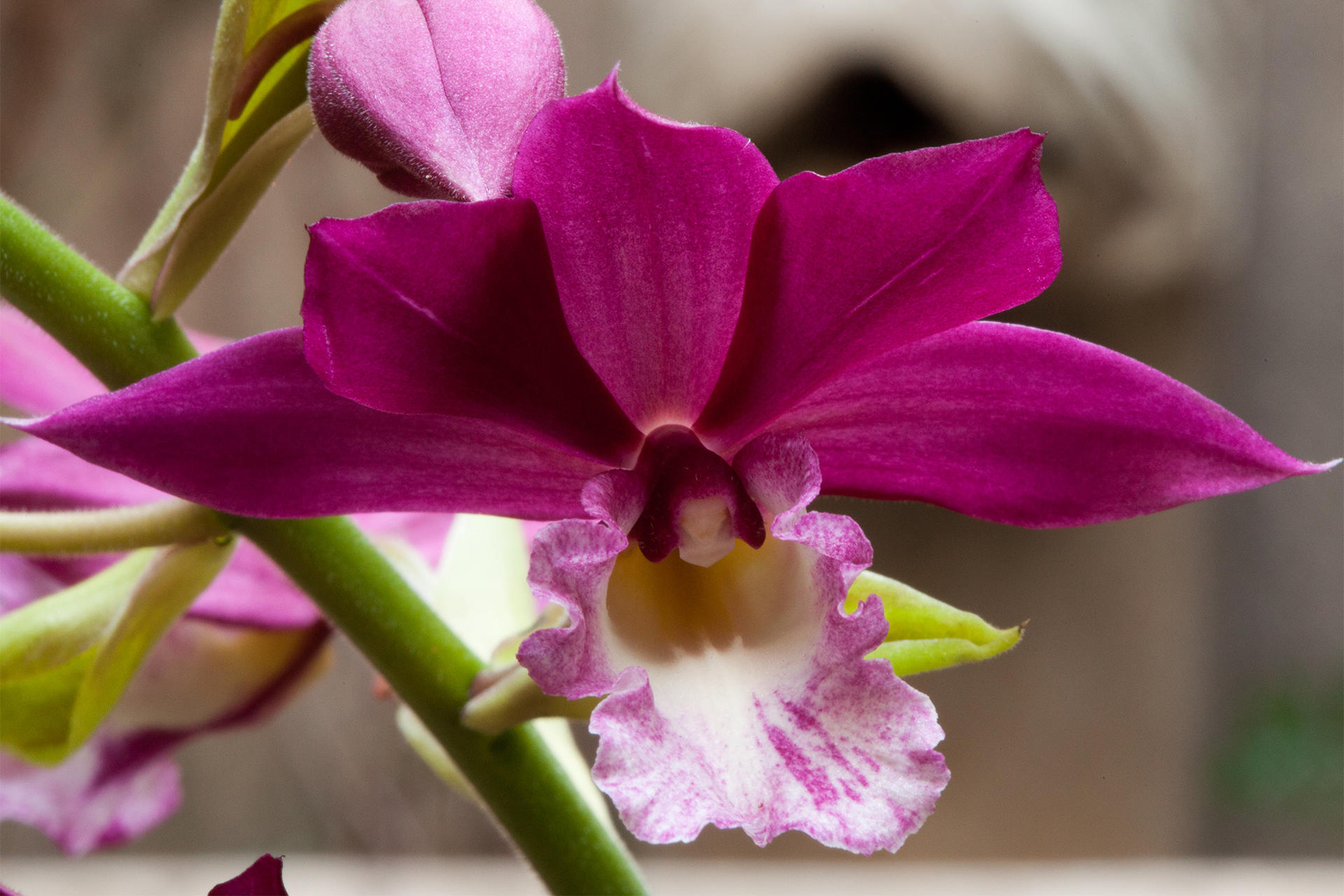 Orchids | Isabella Stewart Gardner Museum