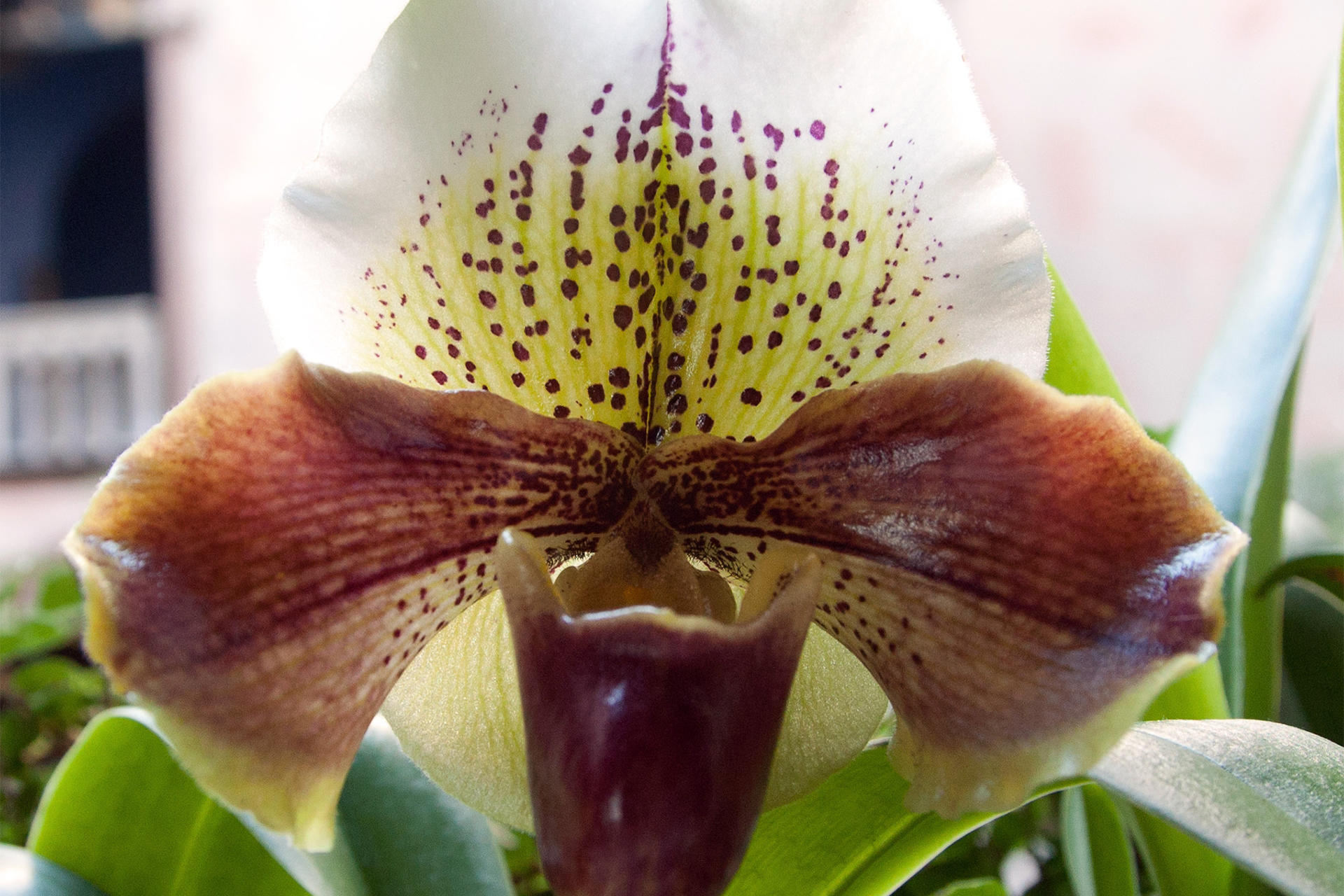 Orchids | Isabella Stewart Gardner Museum