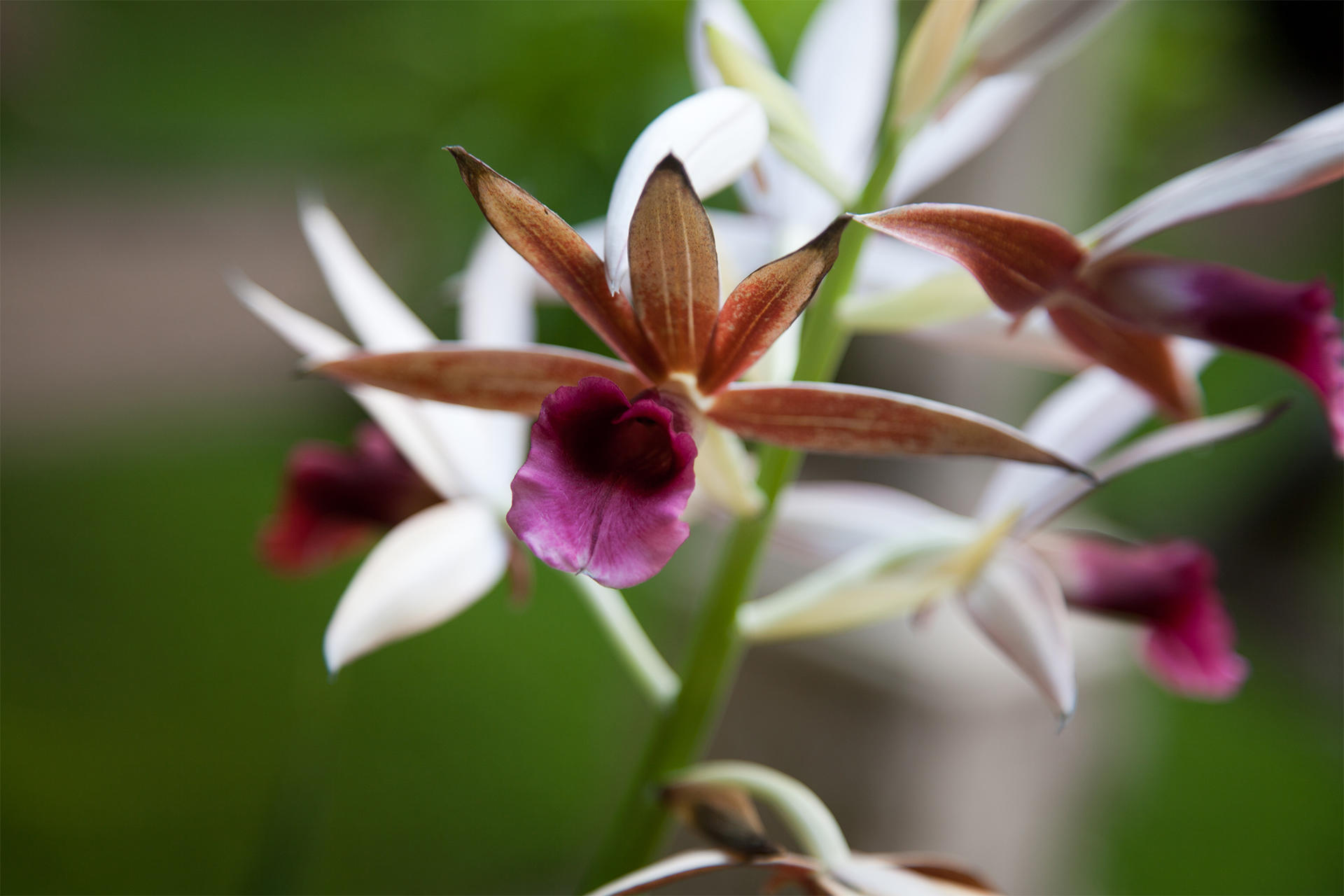 Orchids | Isabella Stewart Gardner Museum